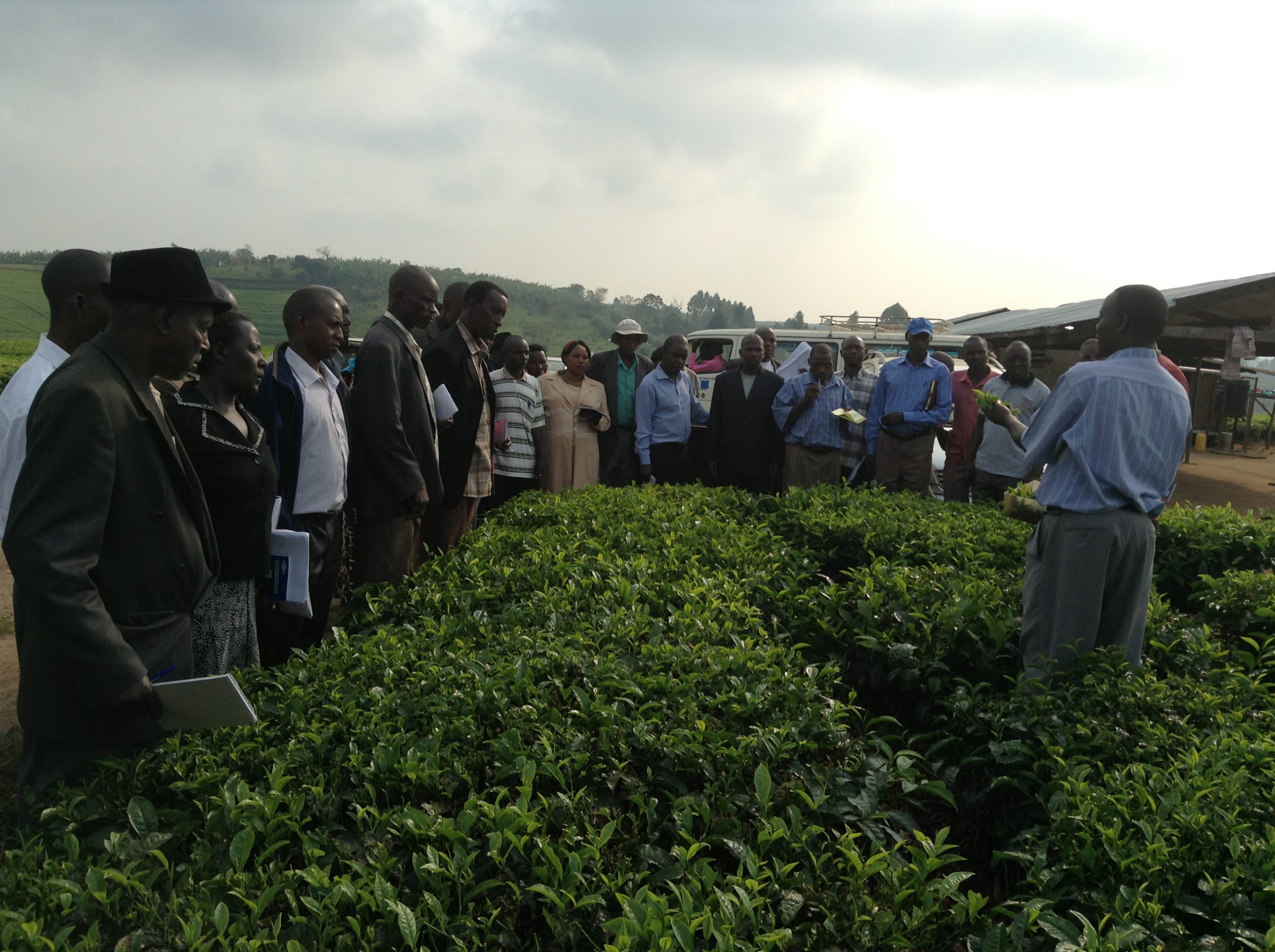 Kayonza - Producers Direct